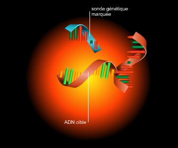 génome de gène - LAROUSSE