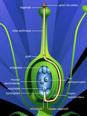 fécondation - LAROUSSE
