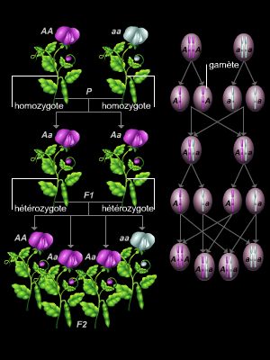 lois de Mendel - LAROUSSE