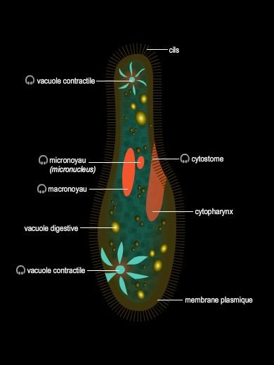 protozoaire - LAROUSSE