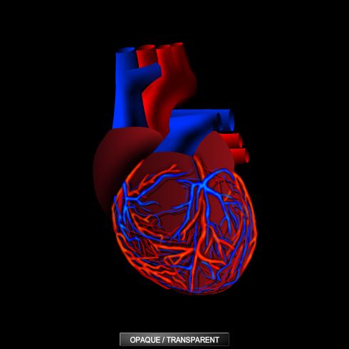 myocarde - LAROUSSE
