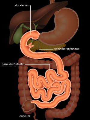 villosité - LAROUSSE