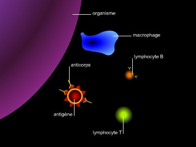 macrophage - LAROUSSE