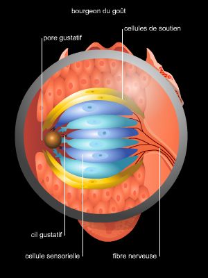 papille linguale - LAROUSSE