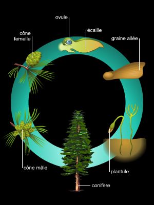 Diagramme Du Cycle De Vie Des Gymnospermes Fleurs Et Pollinisation