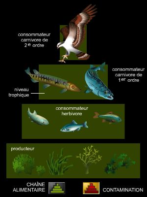 chaîne alimentaire - LAROUSSE