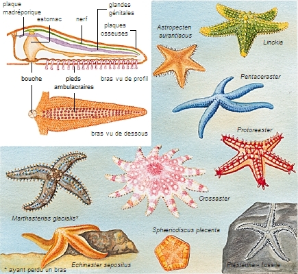 échinoderme latin scientifique echinodermata - LAROUSSE