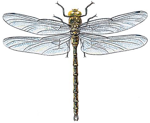 libellule latin scientifique moderne libellula du latin classique ...