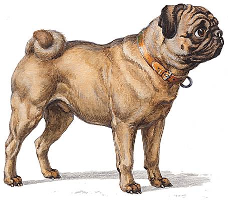 Carlin – Média LAROUSSE