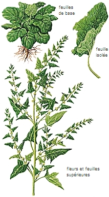 Épinard – Média LAROUSSE