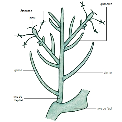 Encyclopédie Larousse en ligne - graminée latin gramineus de gramen ...