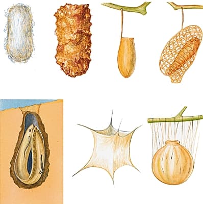 Cocons – Média LAROUSSE