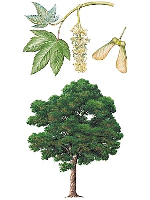 Érable – Média LAROUSSE