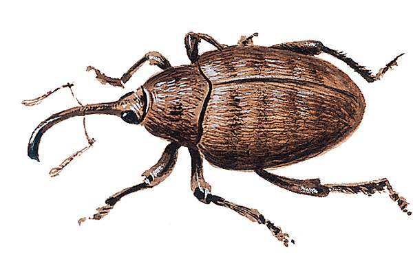 Charançon – Média LAROUSSE