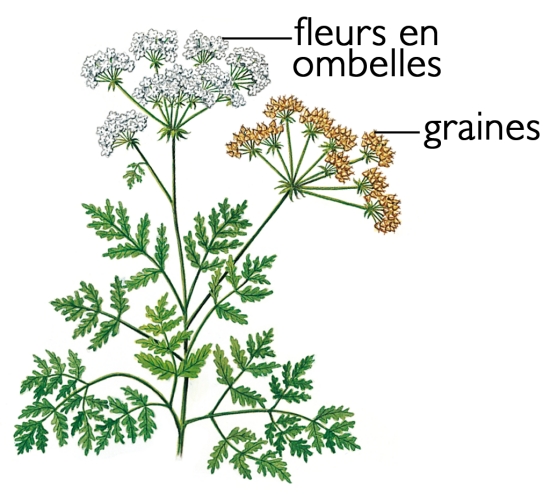 Ciguë – Média LAROUSSE