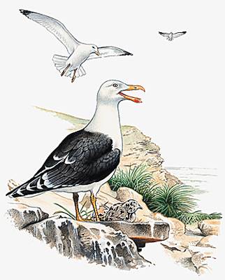 goéland breton gwelan - LAROUSSE