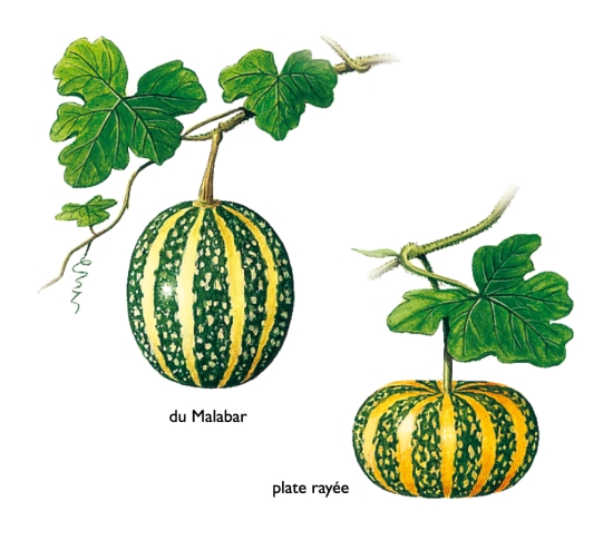 Coloquinte – Média LAROUSSE