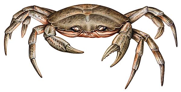 crustacé latin scientifique crustaceus de crusta croûte - LAROUSSE