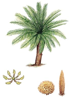 Cycas – Média LAROUSSE