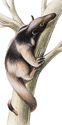 Fourmilier – Média LAROUSSE