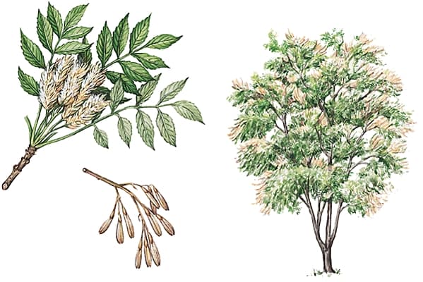 frêne latin fraxinus - LAROUSSE