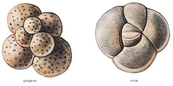 foraminifère de foramen - LAROUSSE