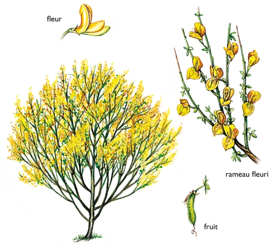 Encyclopédie Larousse en ligne - Recherche : genet - Résultats 1-20 de 21