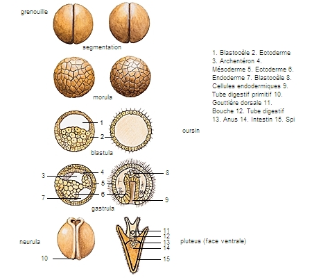 embryogenèse - LAROUSSE
