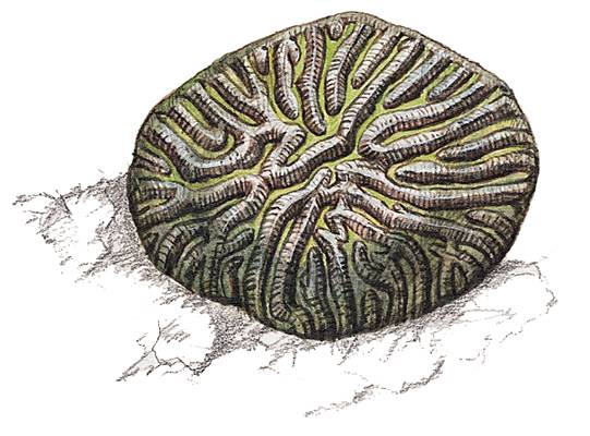 cnidaire grec knidê ortie - LAROUSSE