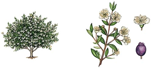 Myrte – Média LAROUSSE