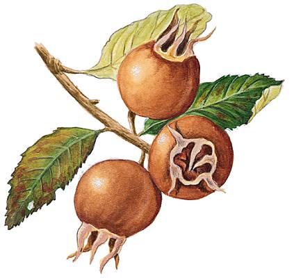 Nèfles – Média LAROUSSE