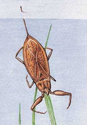 Nèpe – Média LAROUSSE