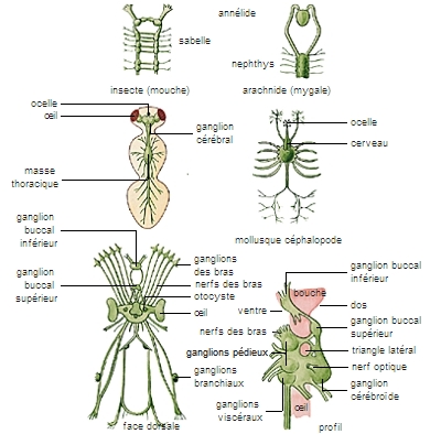 système nerveux - LAROUSSE