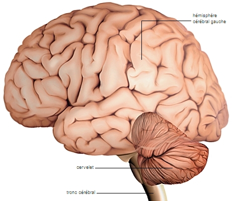 tronc cérébral - LAROUSSE