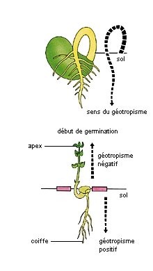 Geotropisme Le GÉOTROPISME se manifeste