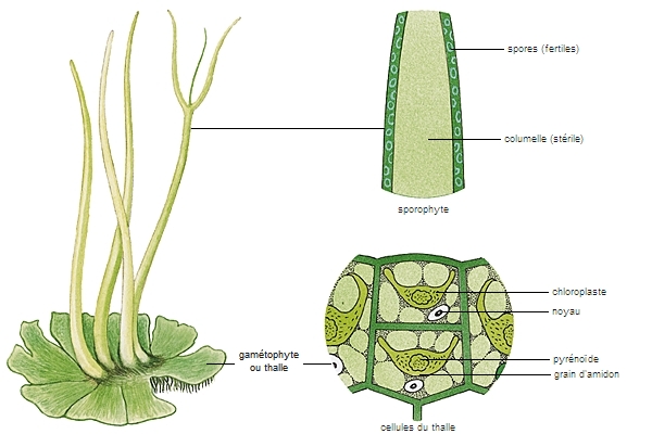 Structure d'une hépatique à thalle – Média LAROUSSE
