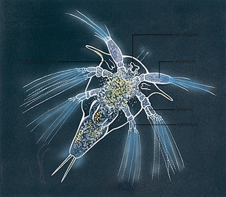 crustacé latin scientifique crustaceus de crusta croûte - LAROUSSE