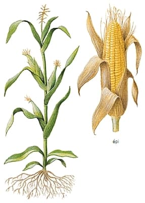 maïs espagnol maiz de l'arawak mahís - LAROUSSE