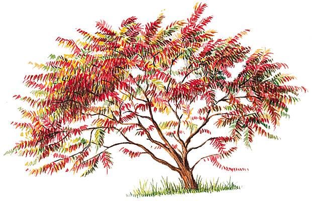 Sumac – Média LAROUSSE