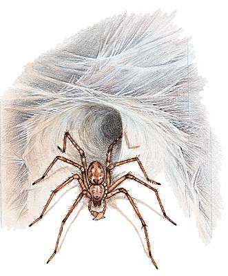 araignée ancien français aragne du latin aranea araignée - LAROUSSE