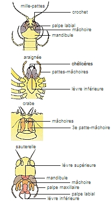 pièces buccales - LAROUSSE