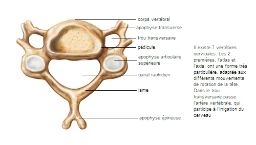 vertèbre - LAROUSSE