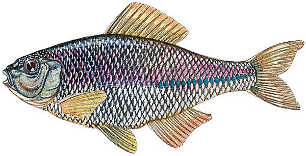 Bouvière – Média LAROUSSE