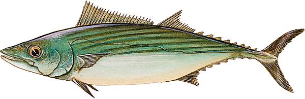 Bonite – Média LAROUSSE