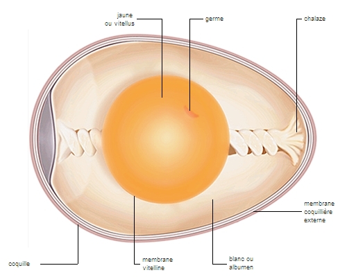 Encyclopédie Larousse en ligne - poule latin pulla féminin de pullus ...