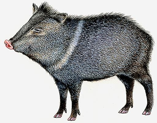 Pécari – Média LAROUSSE