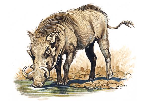 Phacochère – Média LAROUSSE