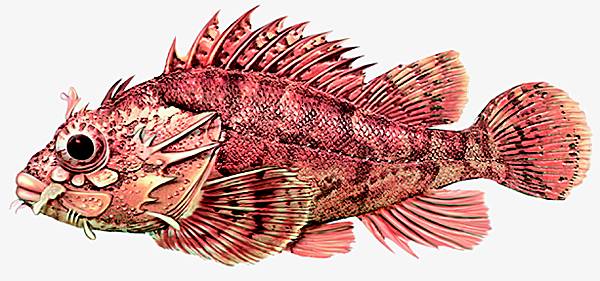 Rascasse – Média LAROUSSE