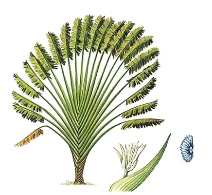 Ravenala – Média LAROUSSE