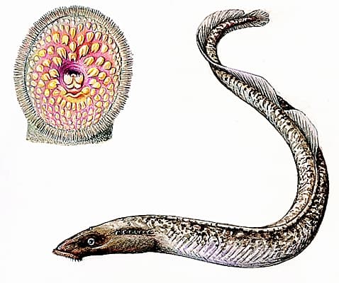 lamproie bas latin lampreda - LAROUSSE